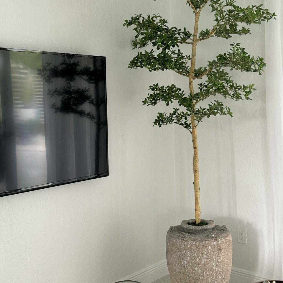 Parthenon Planter with 7′ Shady Lady Tree - CFA Design Group