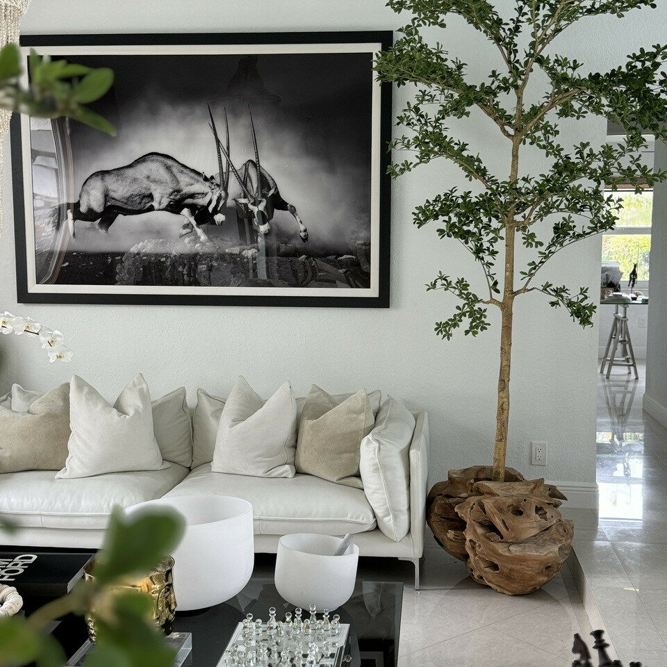 One of a Kind Teak Hand Carved Planter with 7′ Shady Lady Tree - CFA ...